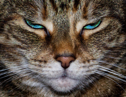 Juno the Cat - Session #25 - 2nd March 2021